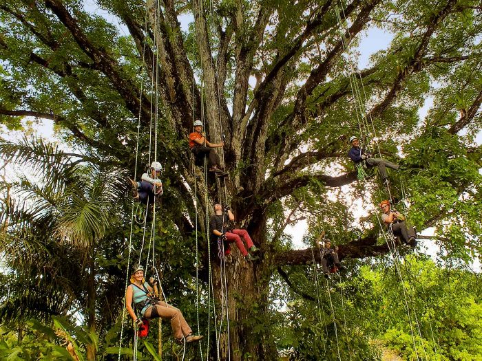 Tree Climbing Projects, Training and Workshops - Sylvana Alta